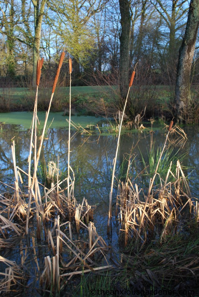 Suckerin’ Succotash | The Anxious Gardener