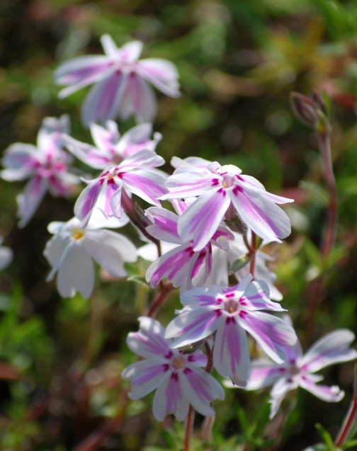 It Blooms and It Blooms | The Anxious Gardener