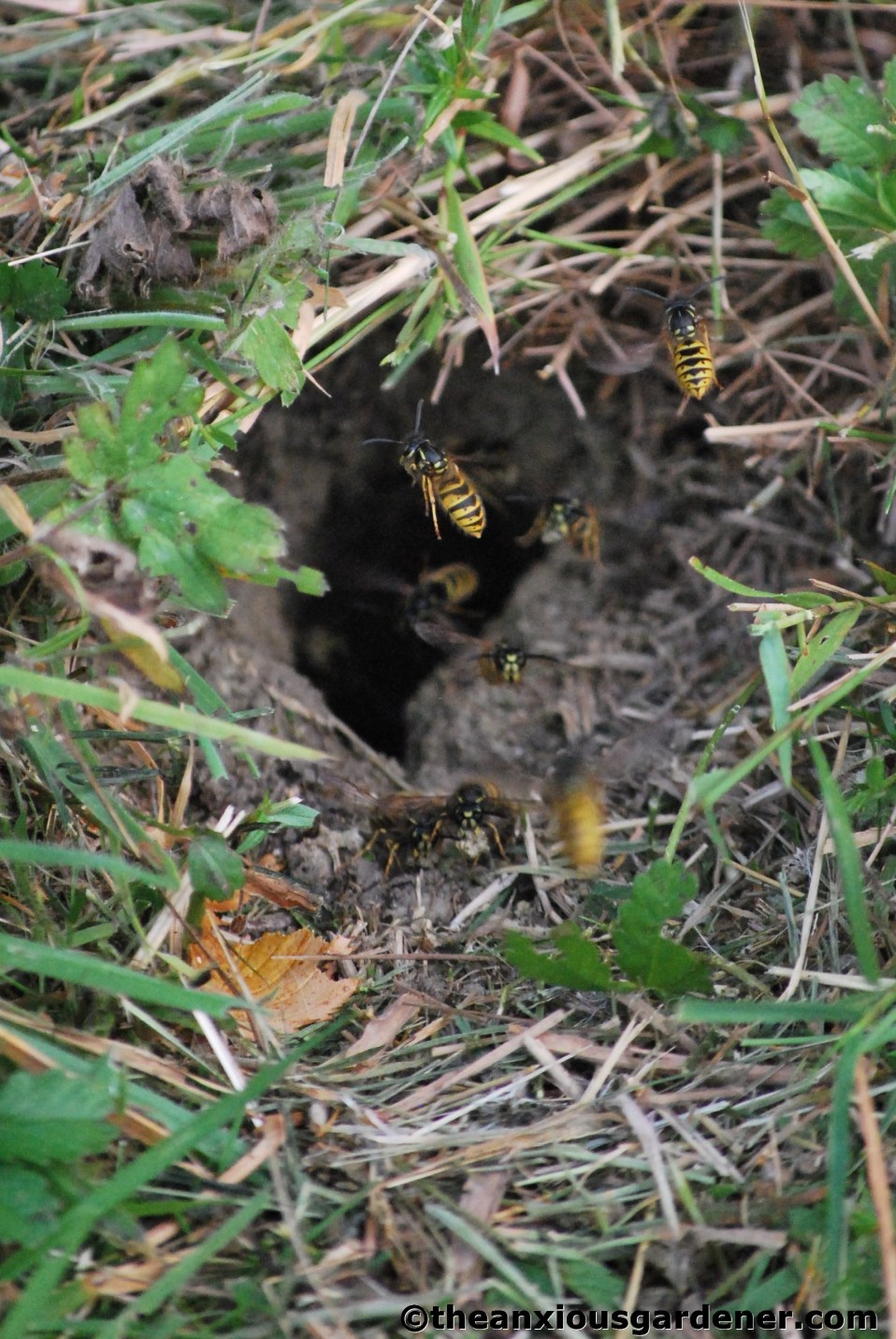 Wendy Wasp | The Anxious Gardener