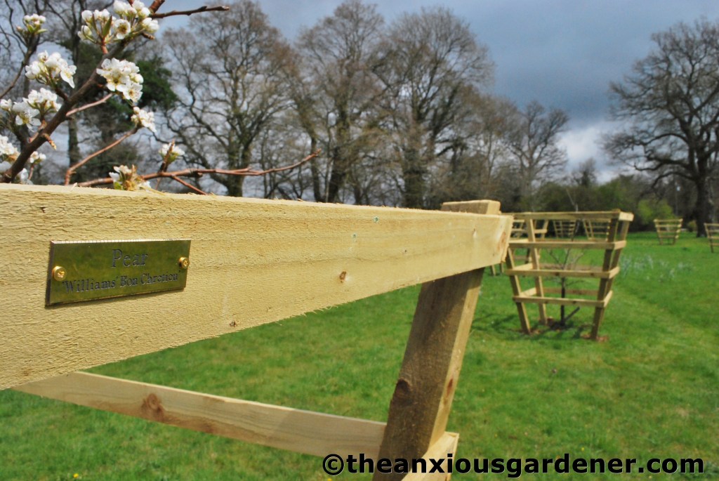 Tending Trees Part 2 | The Anxious Gardener