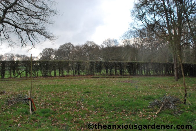 Tending Trees Part 2 | The Anxious Gardener