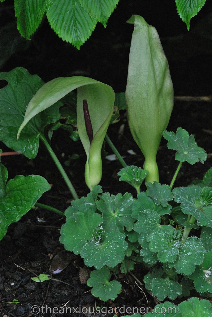 An Arum By Any Other Name | The Anxious Gardener
