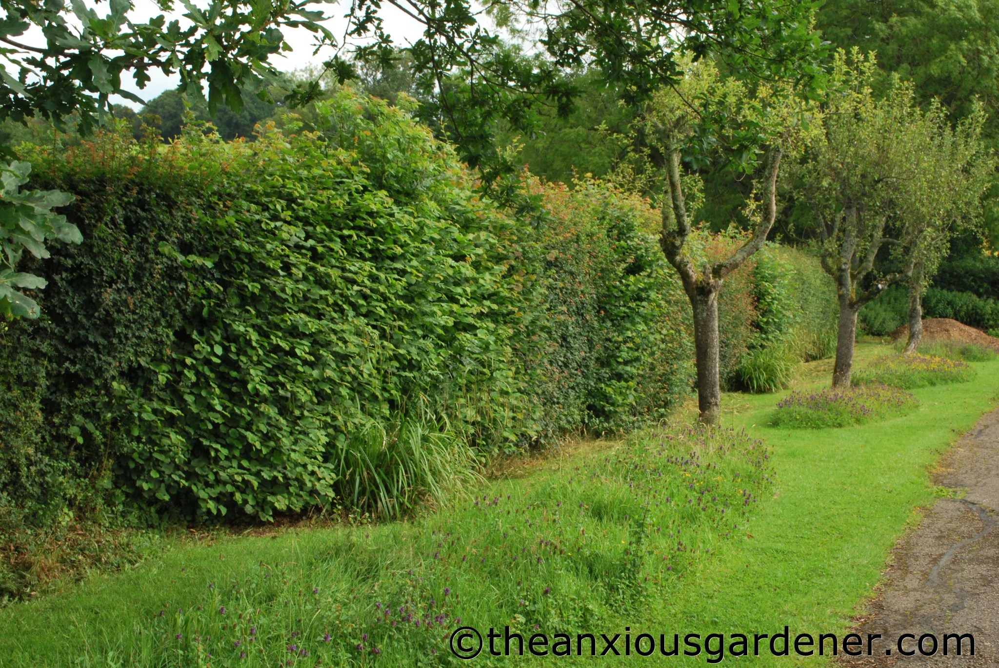 Cutting The Mixed Hedging | The Anxious Gardener