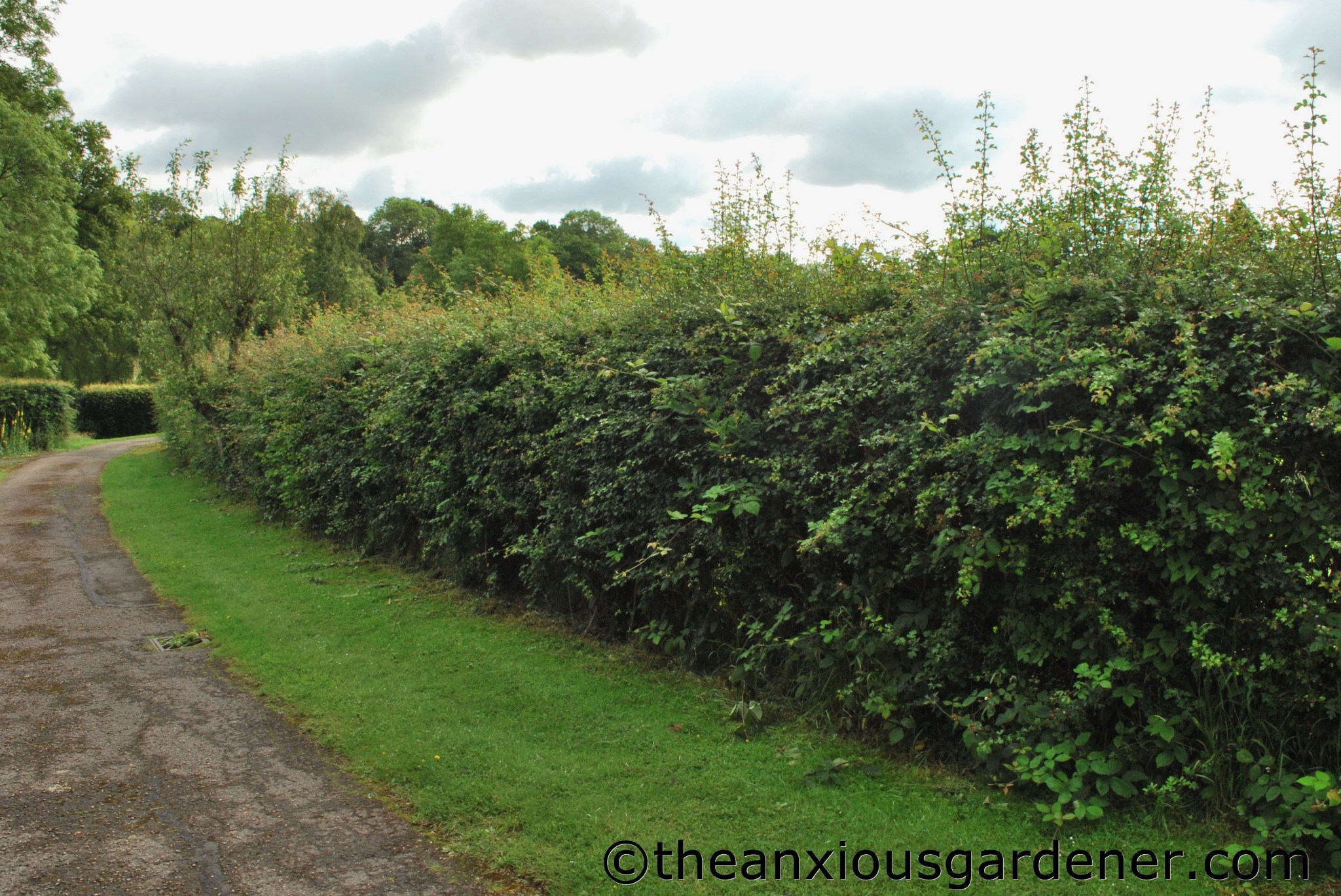 Cutting The Mixed Hedging | The Anxious Gardener