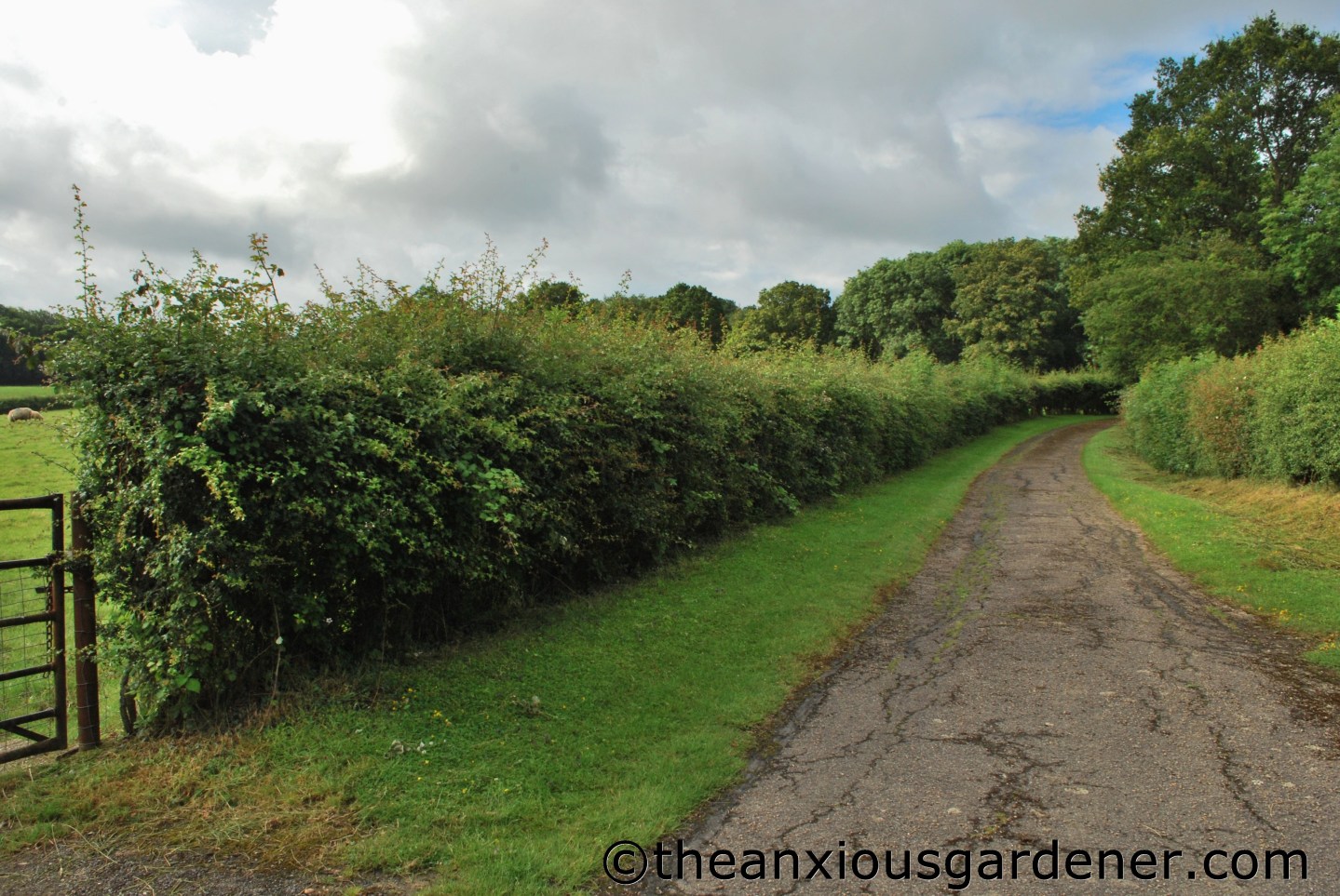 Cutting The Mixed Hedging | The Anxious Gardener