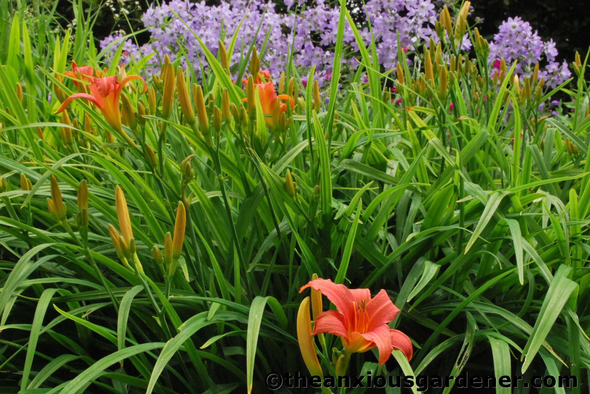 Of Flowers And Foes | The Anxious Gardener