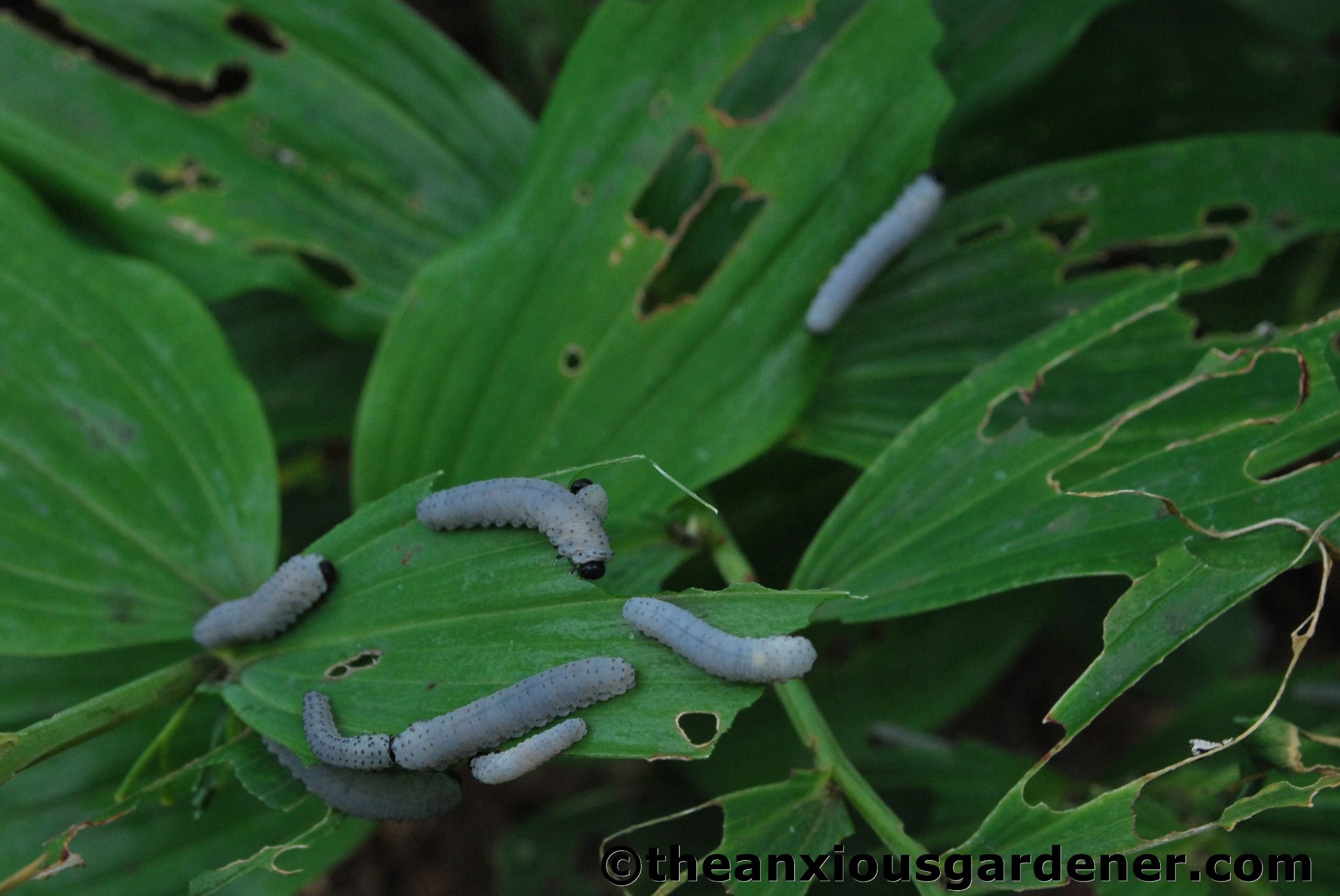 Of Flowers And Foes | The Anxious Gardener