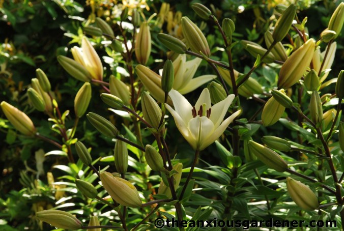 Of Flowers And Foes | The Anxious Gardener