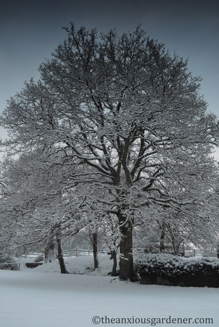 A Look Back At Winter | The Anxious Gardener