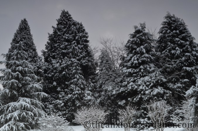 A Look Back At Winter | The Anxious Gardener
