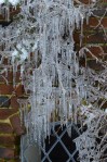 A Look Back At Winter | The Anxious Gardener