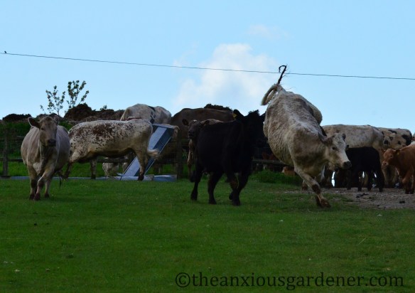 A Stampede Of Cows | The Anxious Gardener