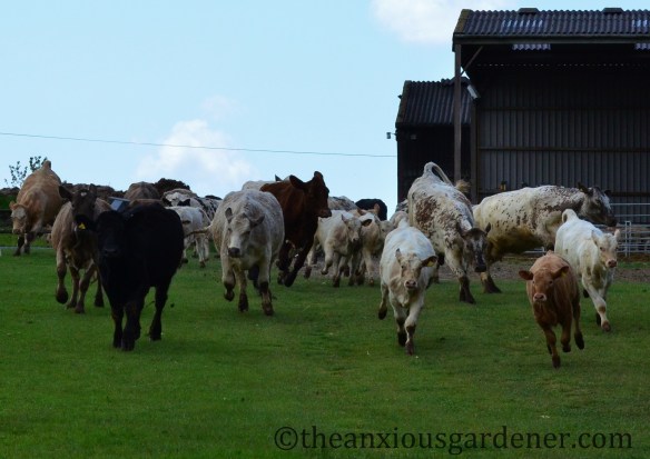 A Stampede Of Cows | The Anxious Gardener