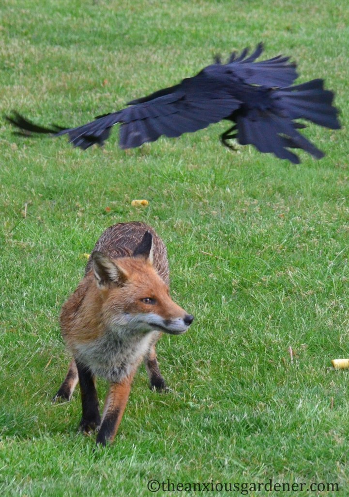 The Fox And The Crow | The Anxious Gardener