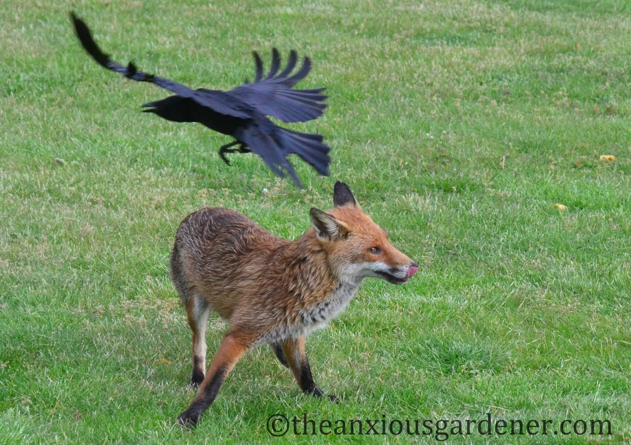 The Fox And The Crow | The Anxious Gardener
