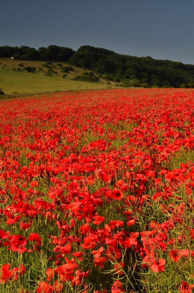 Poppies On The Downs | The Anxious Gardener