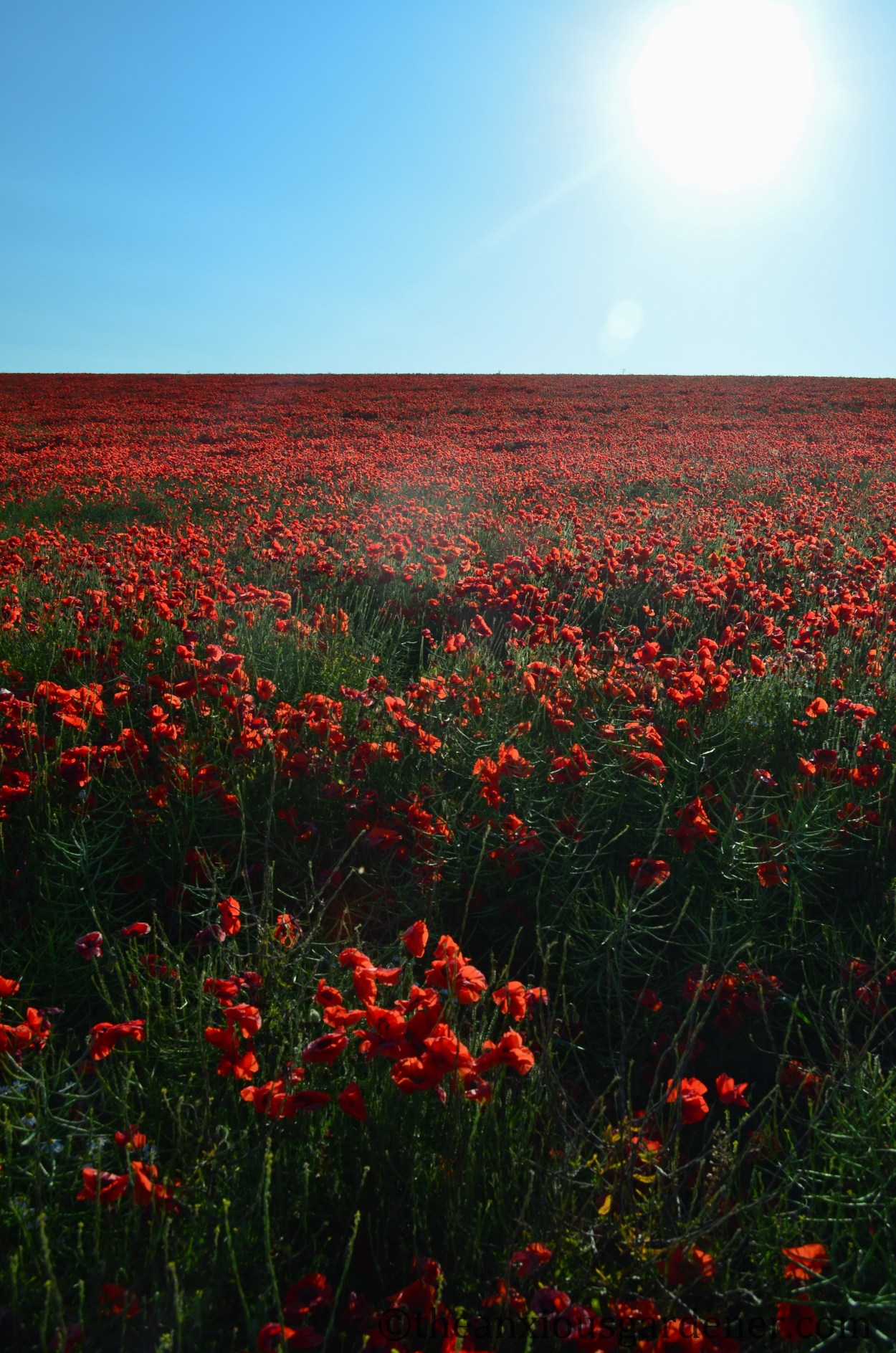 Poppies On The Downs | The Anxious Gardener