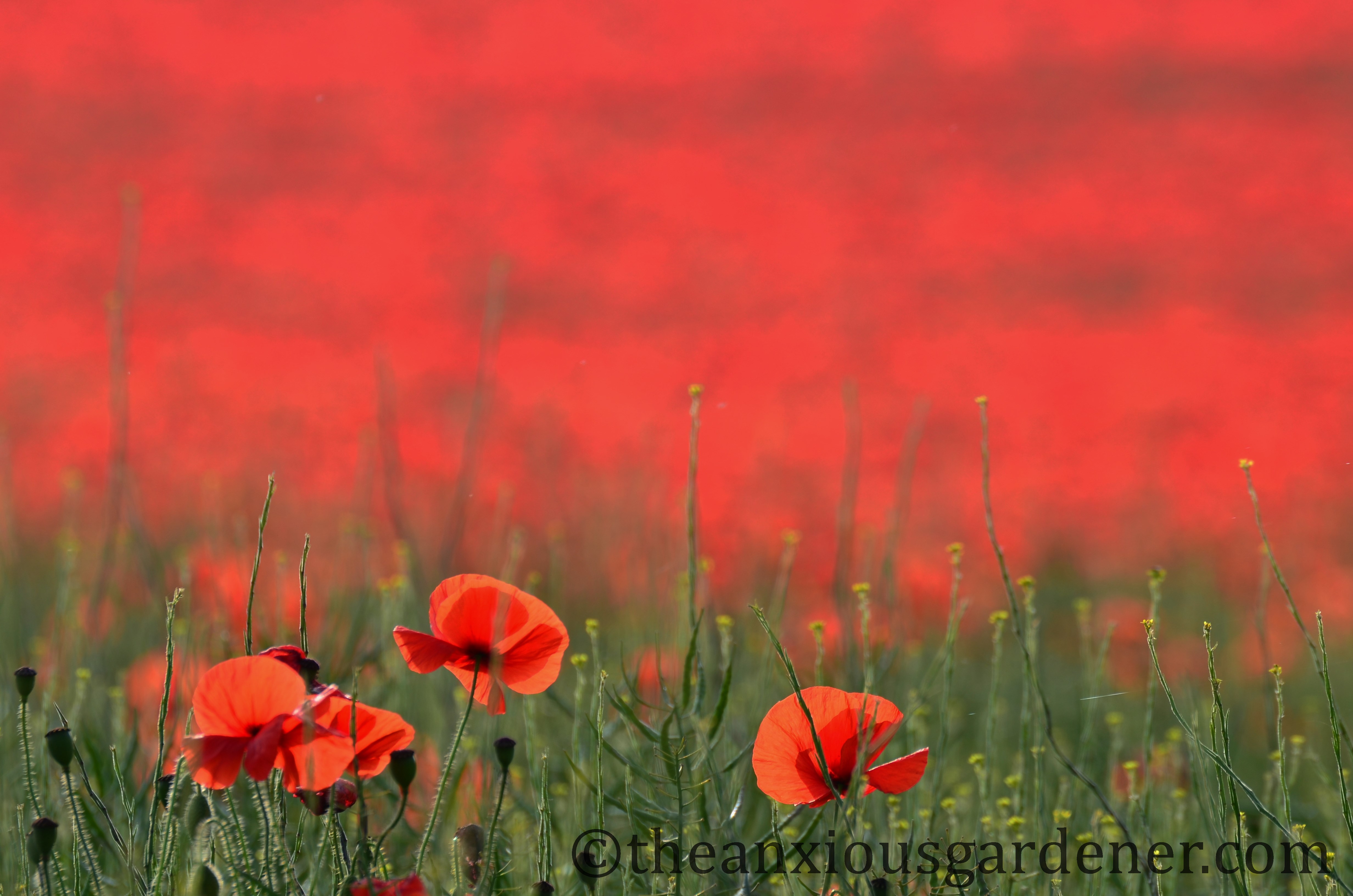 Poppies On The Downs | The Anxious Gardener