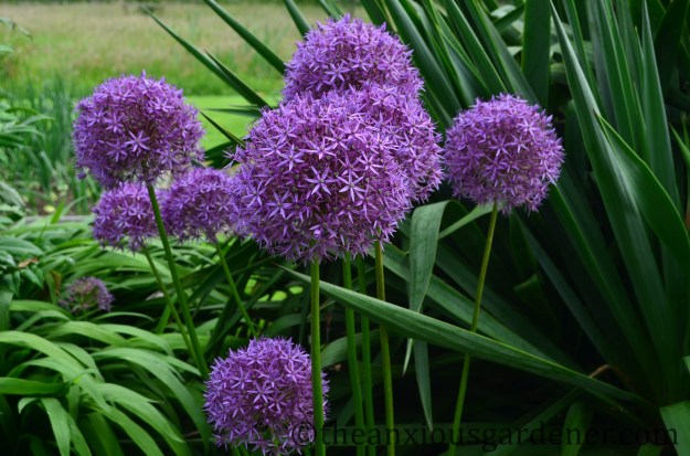 I didn’t show you … | The Anxious Gardener