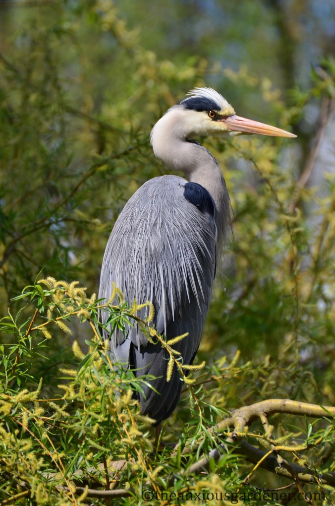 Grey Heron | The Anxious Gardener