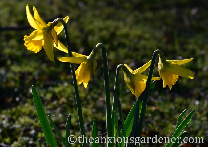 A February Springtime | The Anxious Gardener
