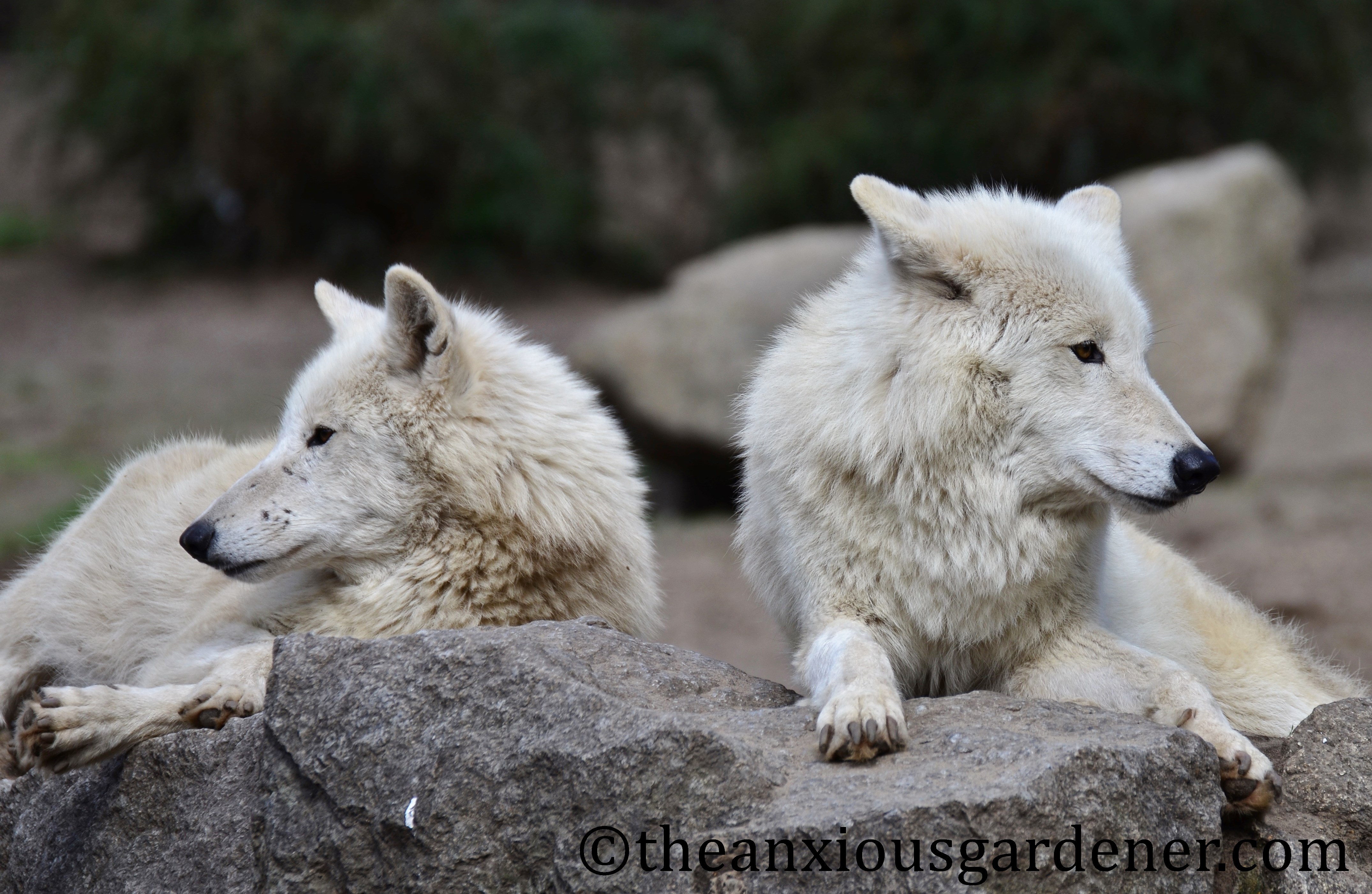 Berlin Zoo | The Anxious Gardener