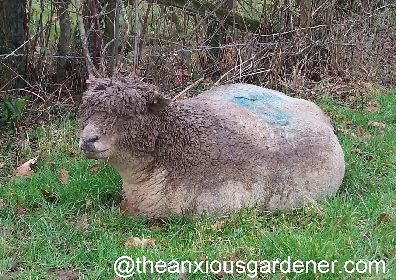 Cyril And The Cast Sheep | The Anxious Gardener