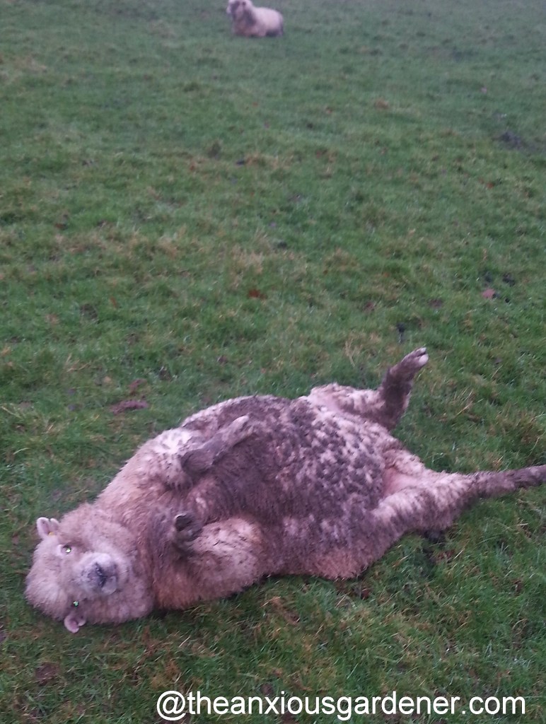 Cyril And The Cast Sheep | The Anxious Gardener