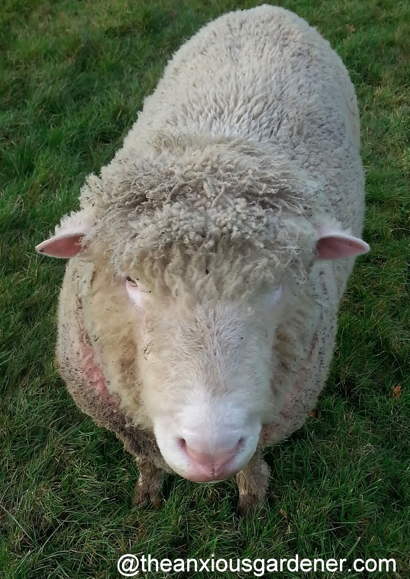 Cyril And The Cast Sheep | The Anxious Gardener