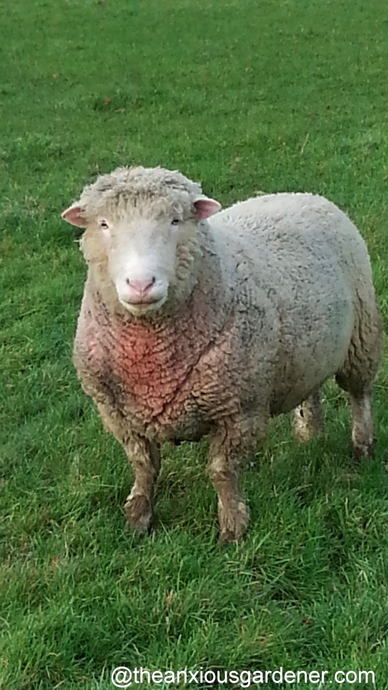 Cyril And The Cast Sheep | The Anxious Gardener