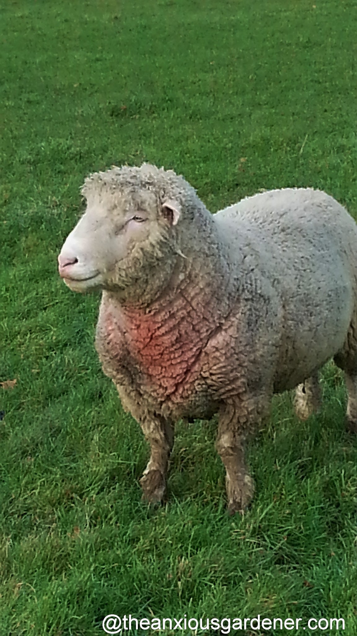 Cyril And The Cast Sheep | The Anxious Gardener