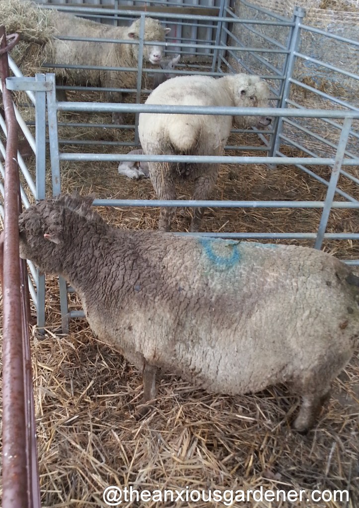 Cyril And The Cast Sheep | The Anxious Gardener