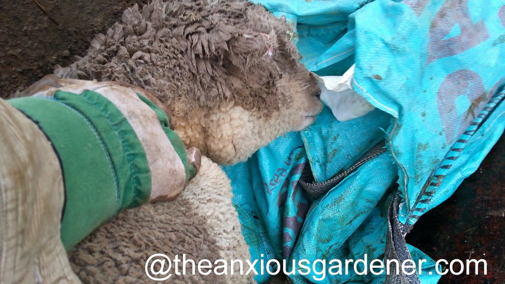 Cyril And The Cast Sheep | The Anxious Gardener