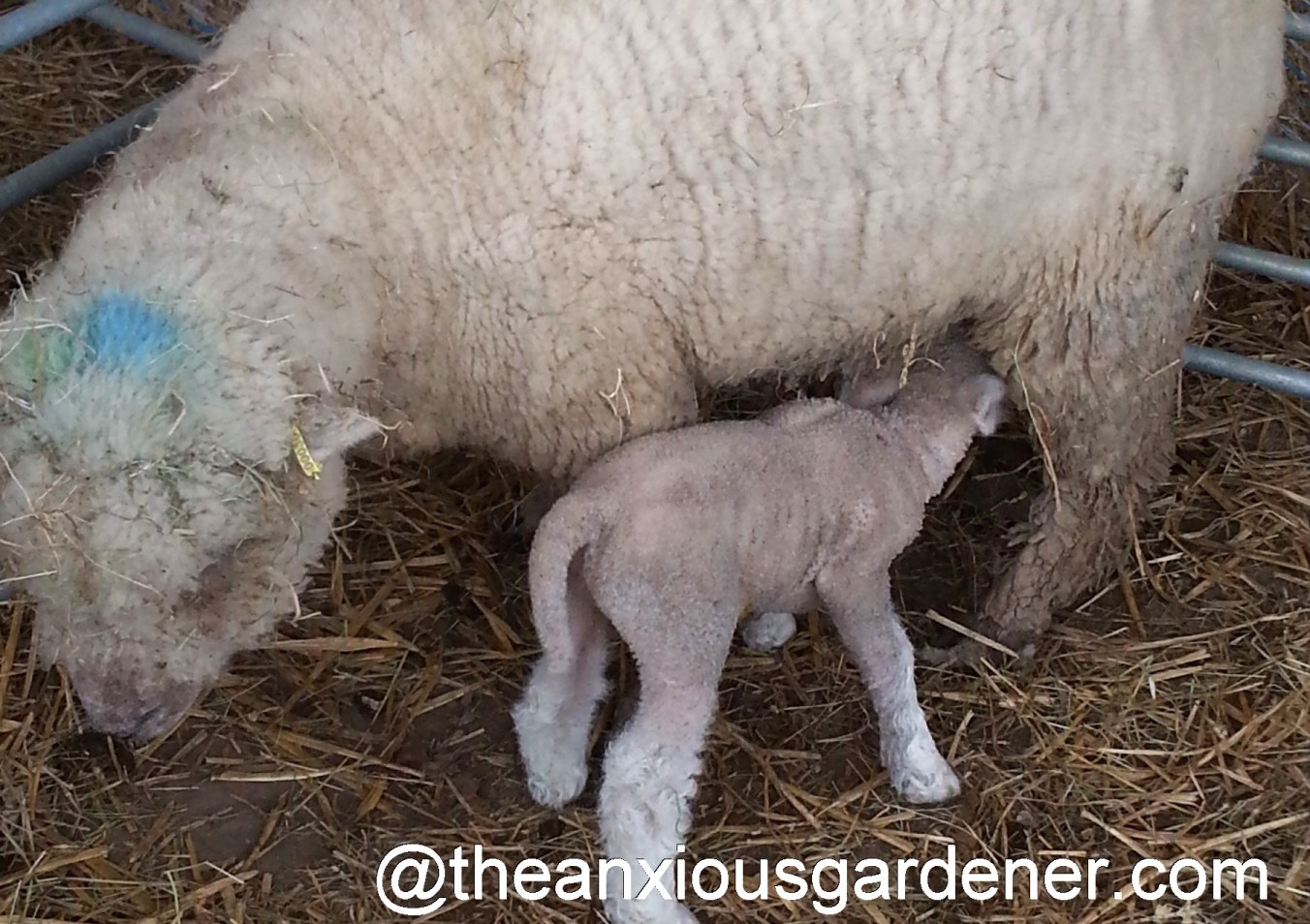 Cyril And The Cast Sheep | The Anxious Gardener