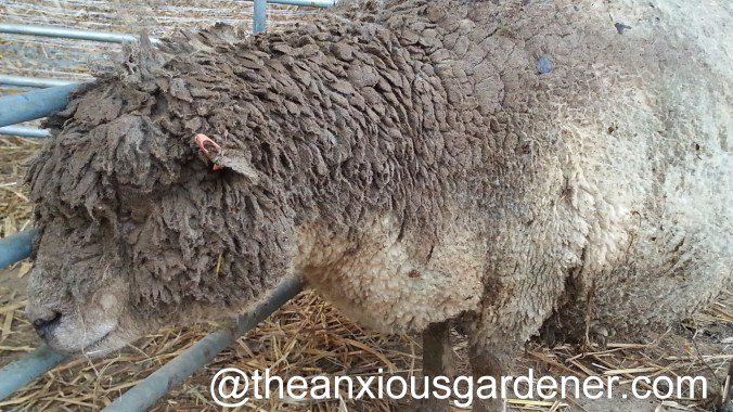 Cyril And The Cast Sheep | The Anxious Gardener