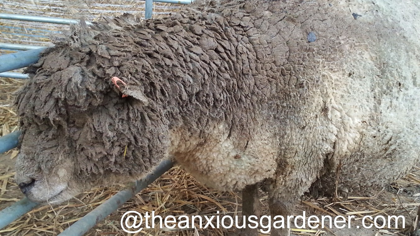 Cyril And The Cast Sheep | The Anxious Gardener