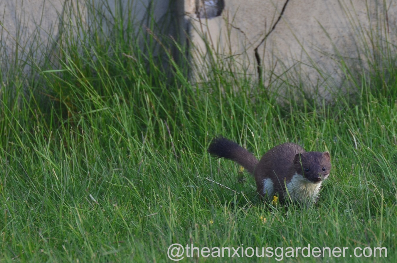 The Stoat And The Pigeon | The Anxious Gardener