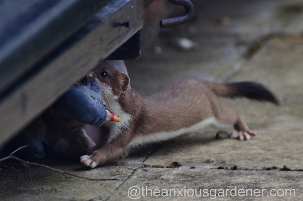 The Stoat And The Pigeon | The Anxious Gardener