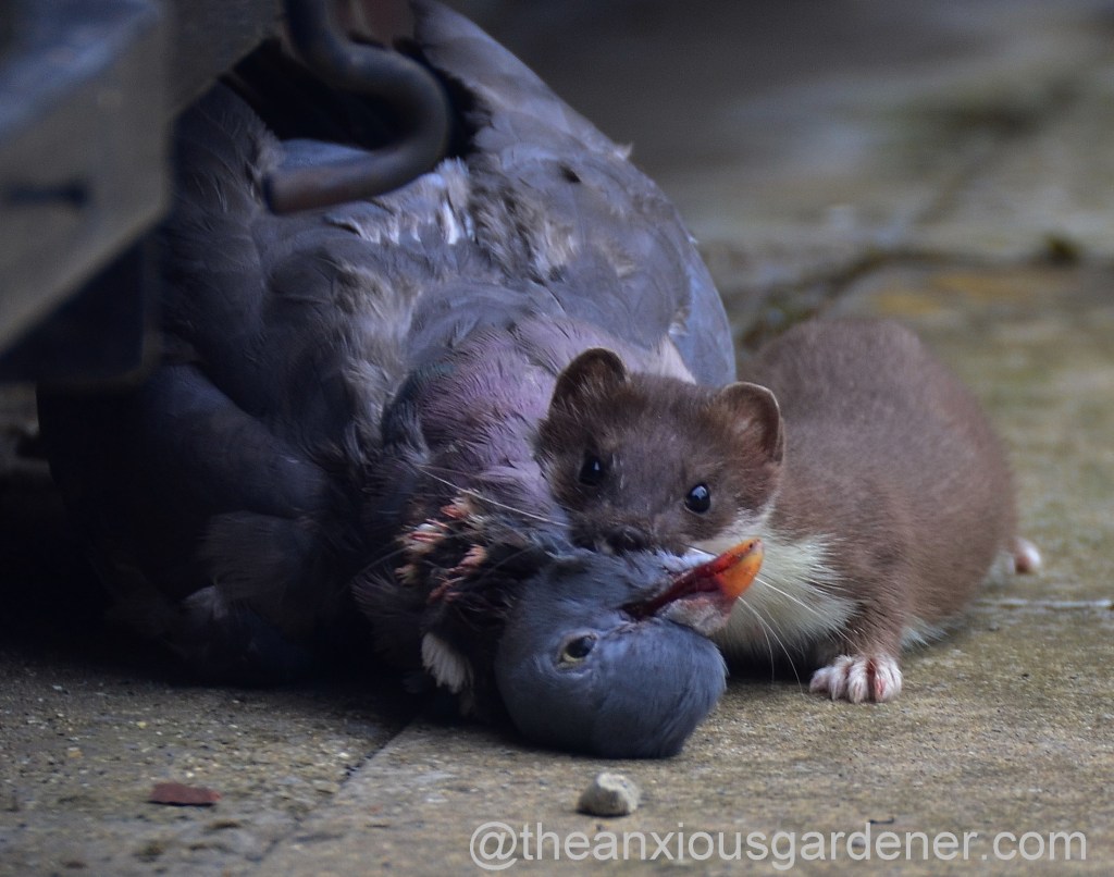 The Stoat And The Pigeon | The Anxious Gardener