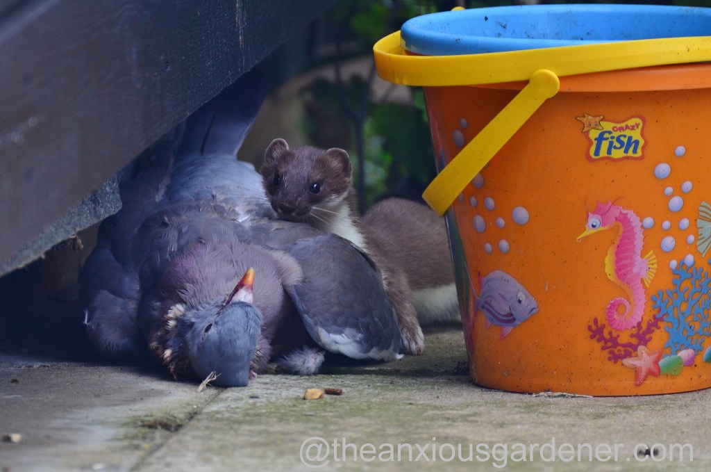 The Stoat And The Pigeon | The Anxious Gardener