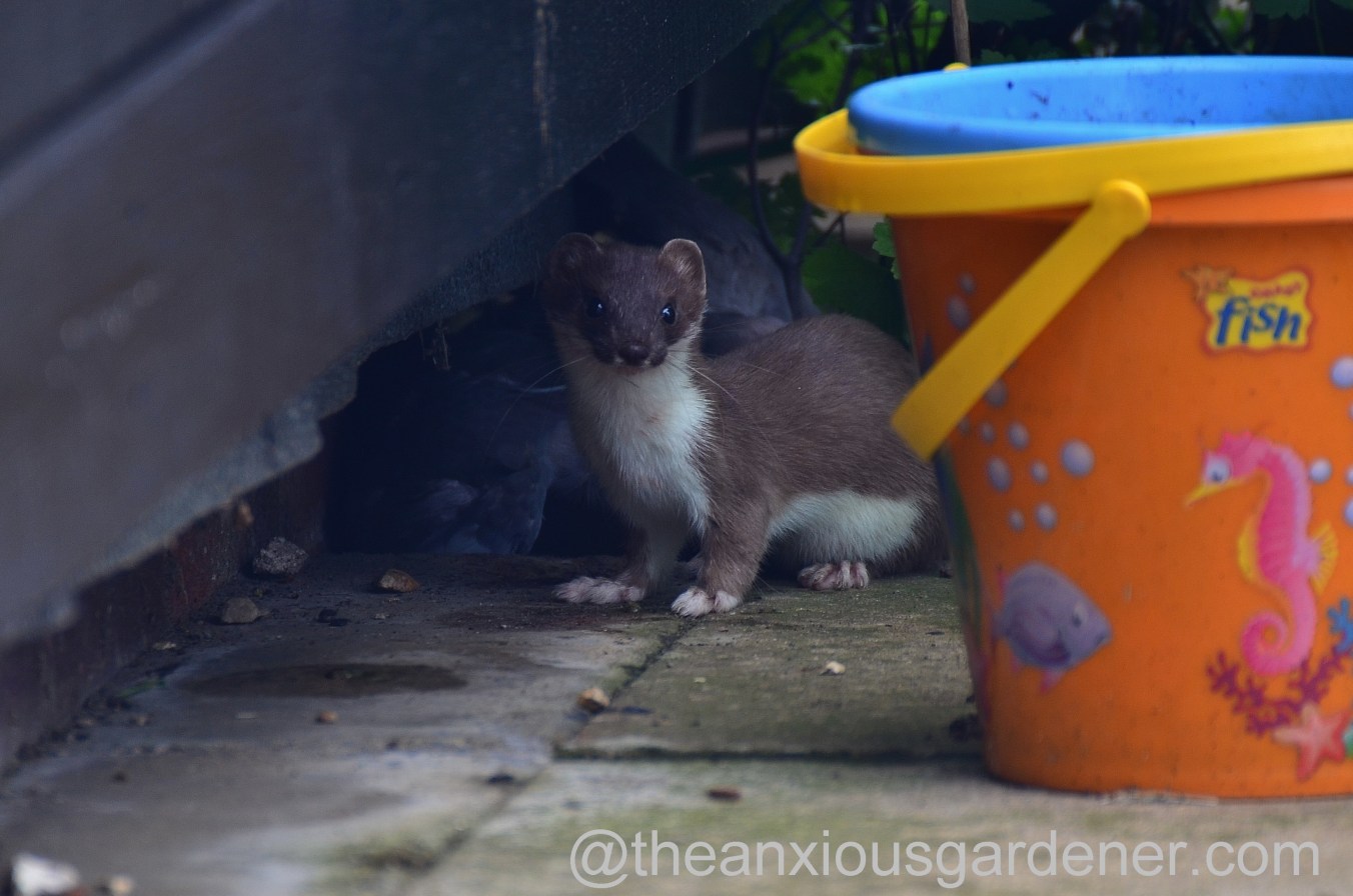 The Stoat And The Pigeon | The Anxious Gardener