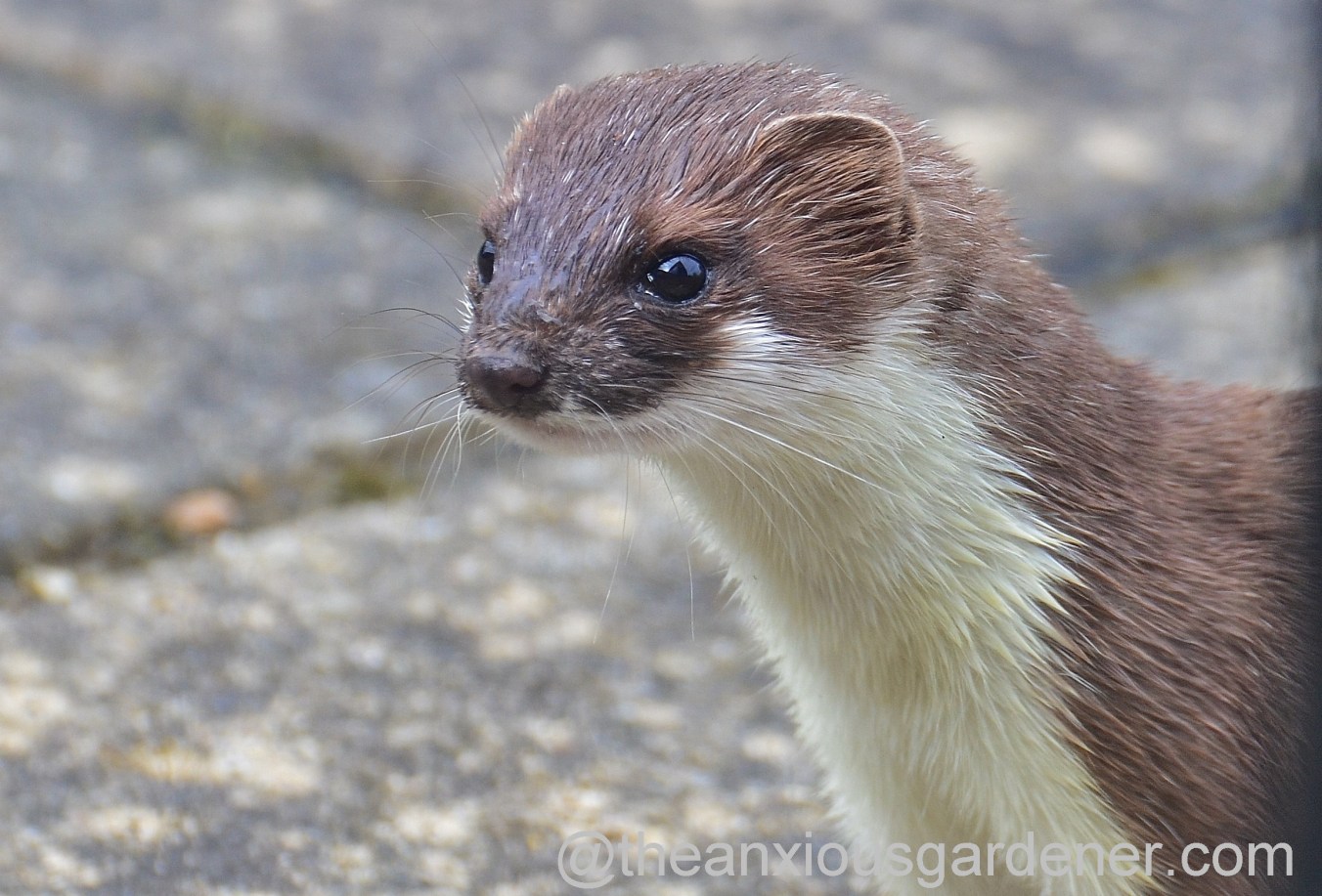 The Stoat And The Pigeon | The Anxious Gardener