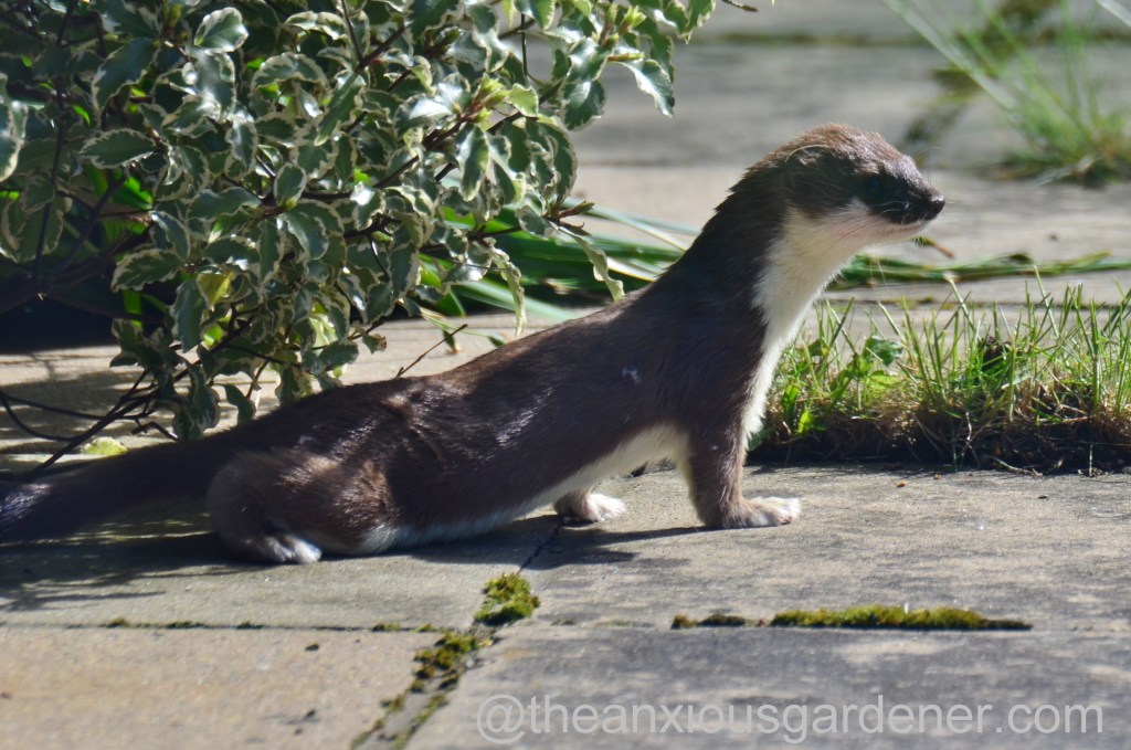 The Stoat And The Pigeon | The Anxious Gardener