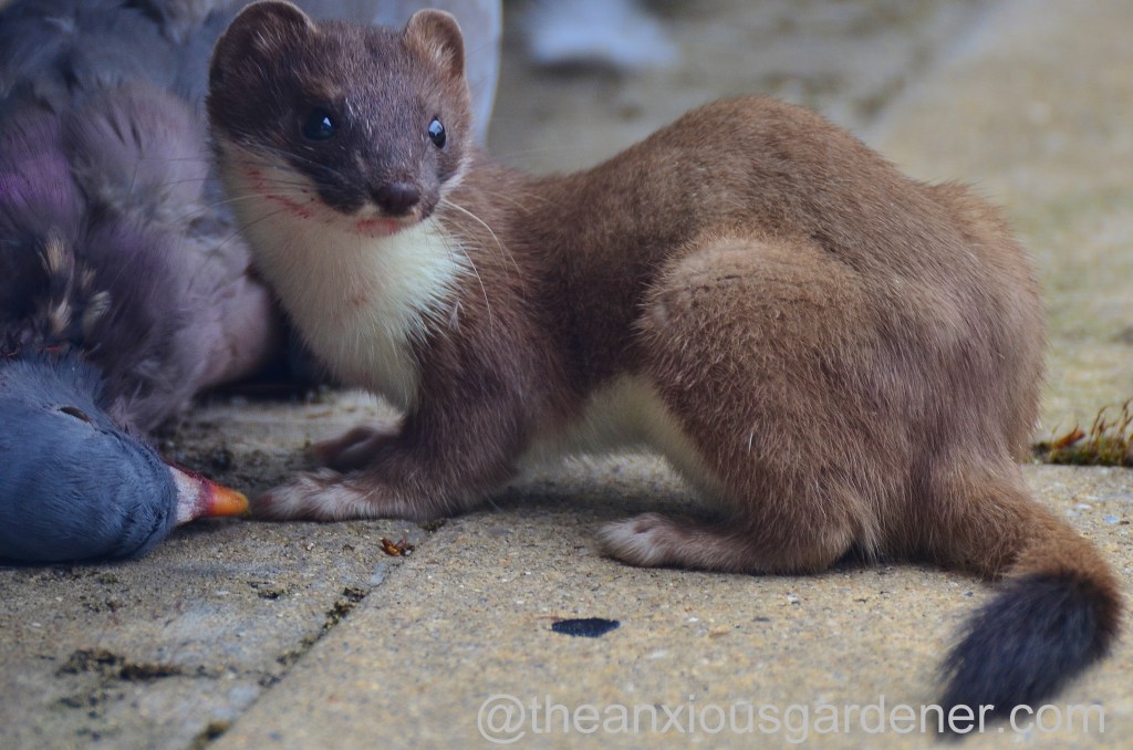 The Stoat And The Pigeon | The Anxious Gardener