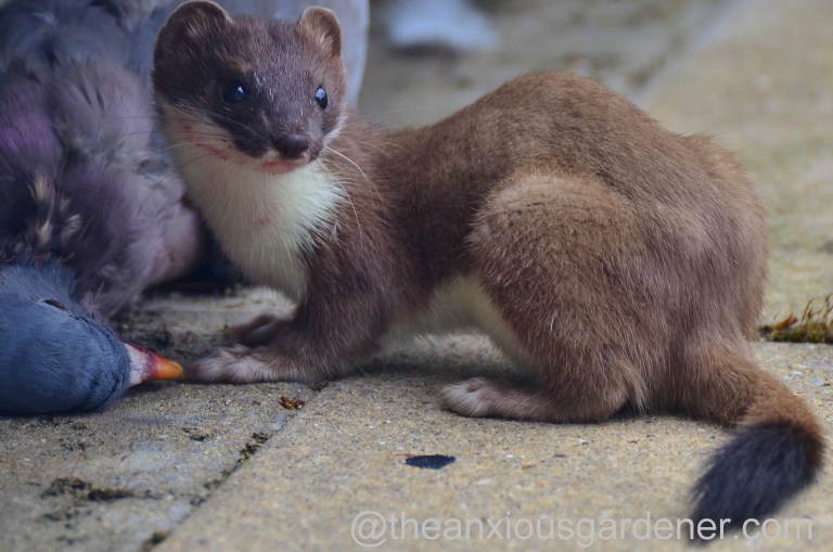 The Stoat And The Pigeon | The Anxious Gardener
