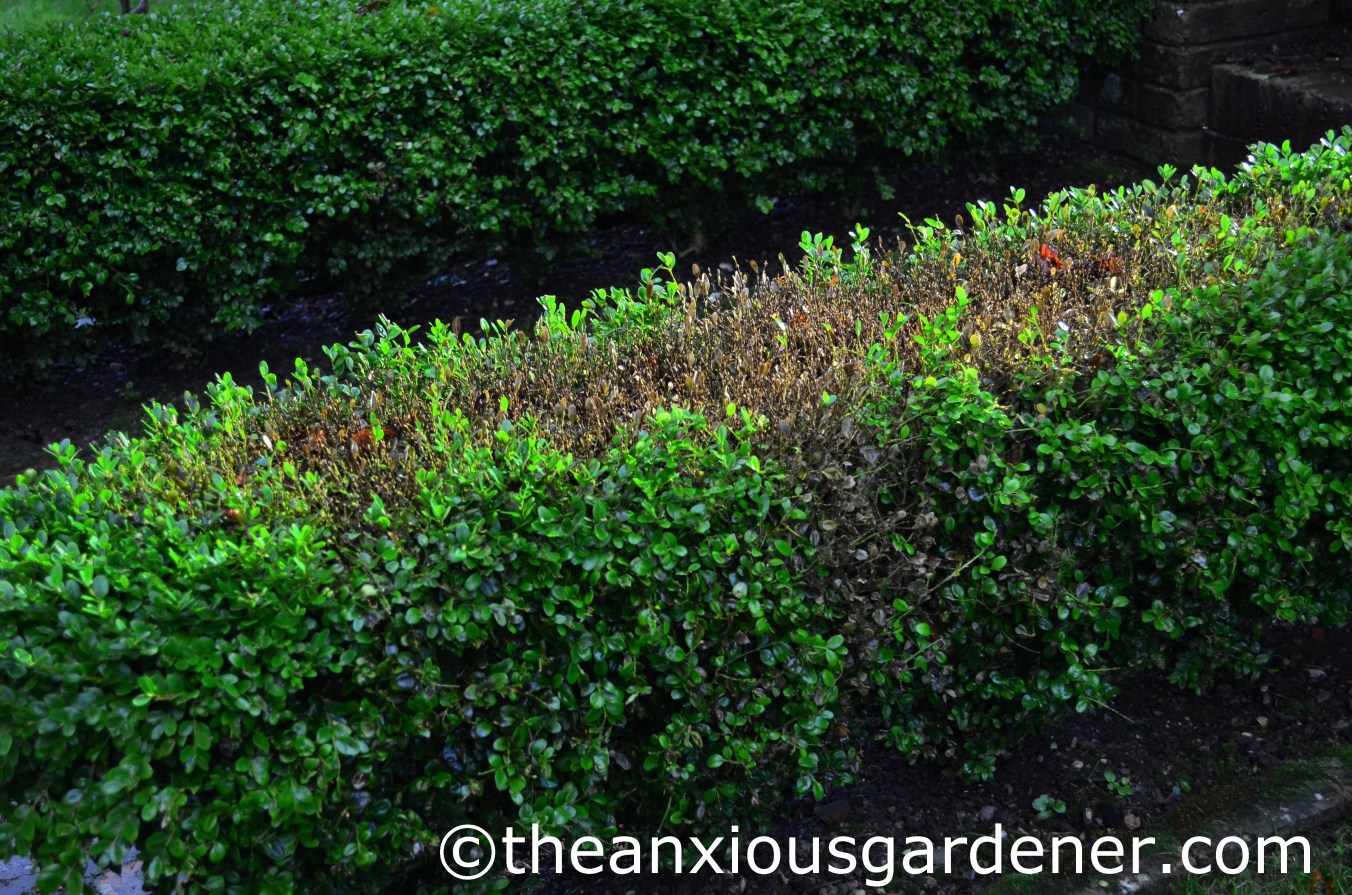 Blight, Rain and Flood | The Anxious Gardener