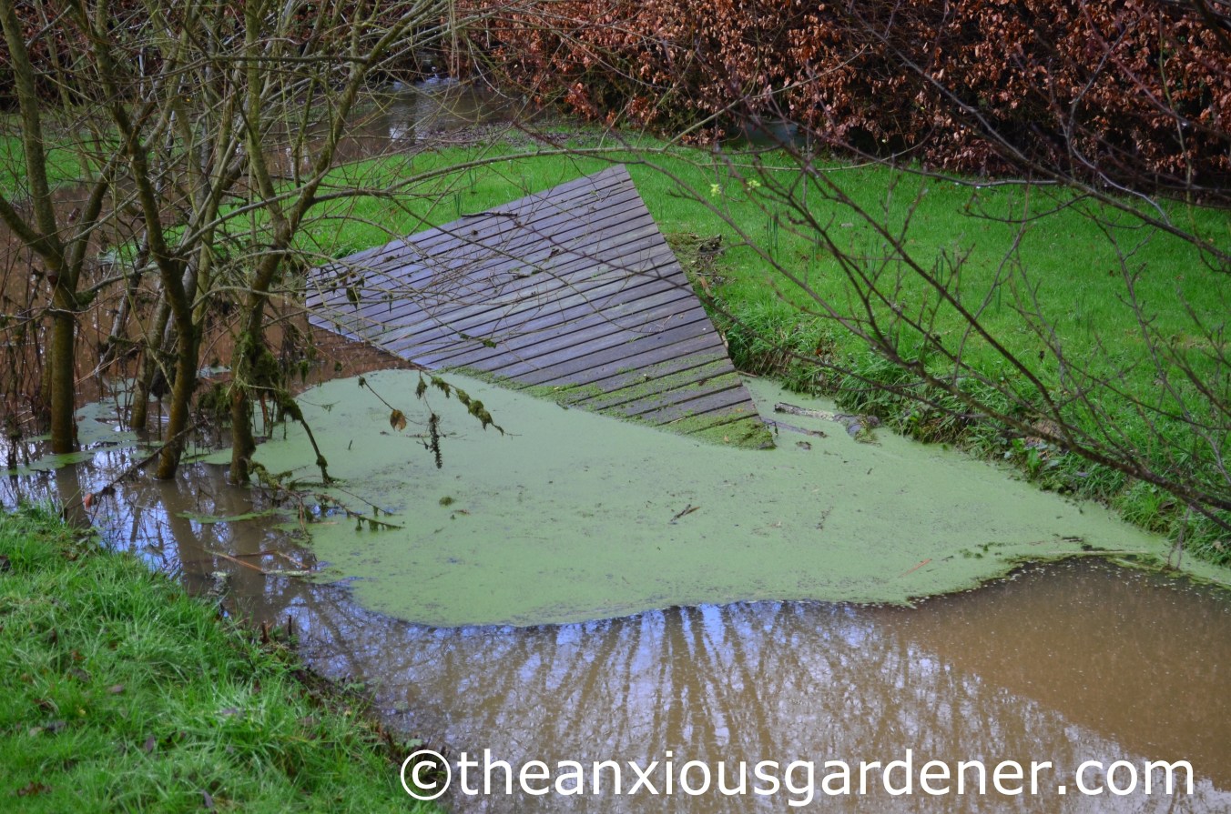 Blight, Rain and Flood | The Anxious Gardener