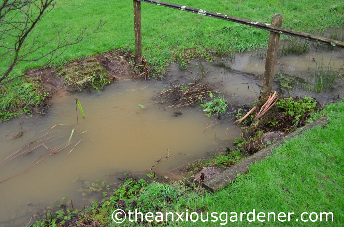 Blight, Rain and Flood | The Anxious Gardener