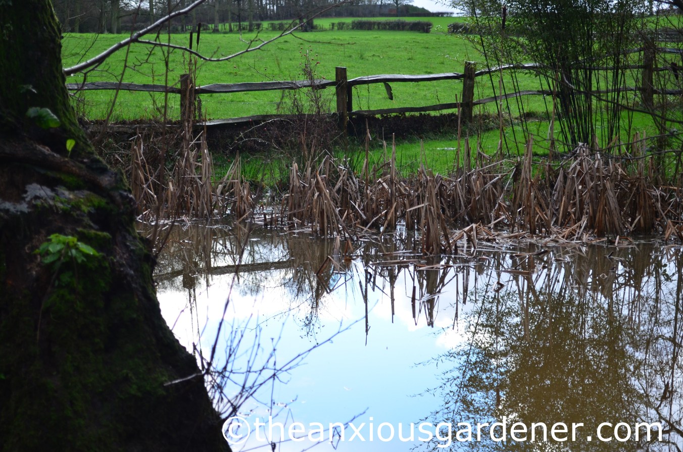 Blight, Rain and Flood | The Anxious Gardener