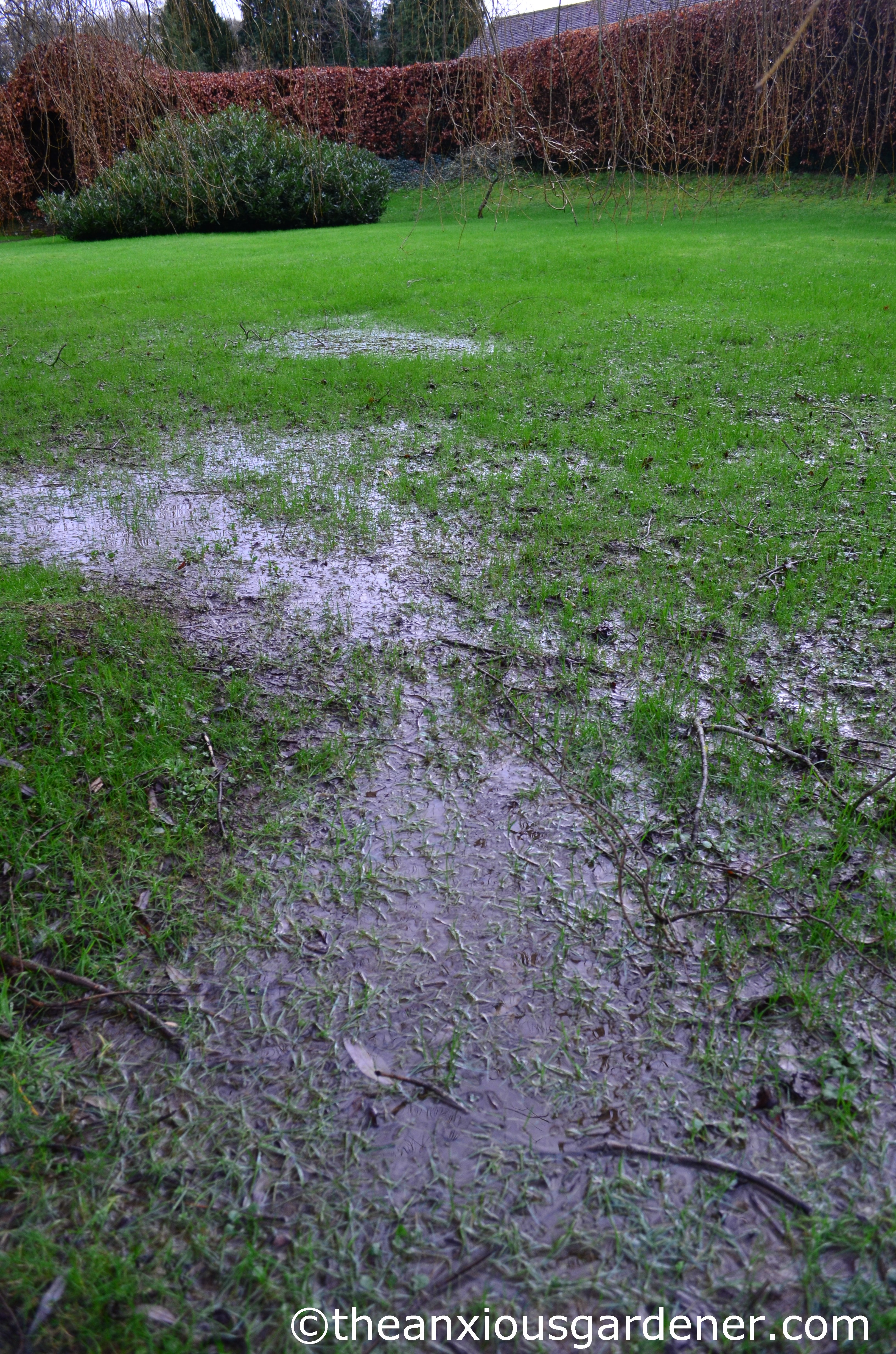 Blight, Rain and Flood | The Anxious Gardener